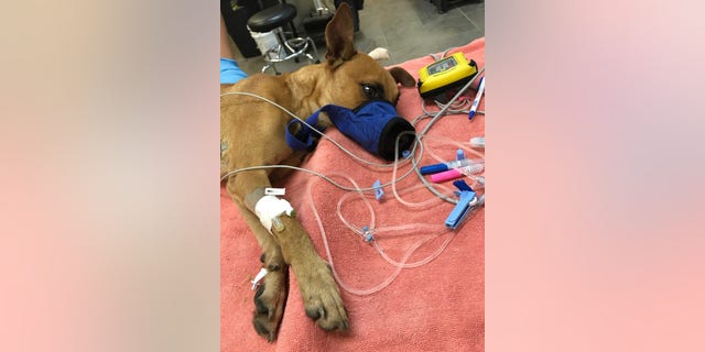 Hunting arrow claims life of a Texas dog, sheriff says | Fox News