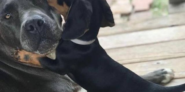 Oklahoma family says puppy's spirit 'broken' after repeated, horrific ...