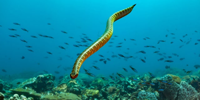 Extremely venomous sea snake kills man in Australia | Fox News