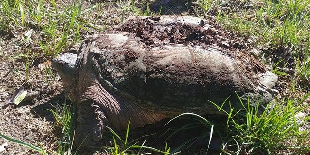 Virginia homeowner finds nearly 50-pound ‘aggressive’ snapping turtle ...