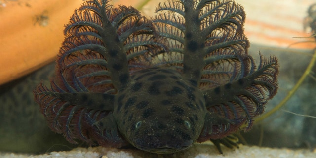 This salamander breathes through 'christmas trees' growing from its ...