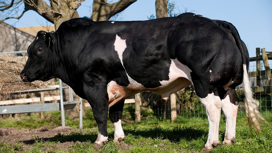 Belgian Blue Calf