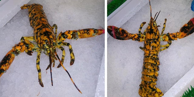 Rare calico lobster found at Maryland market, donated to aquarium | Fox ...