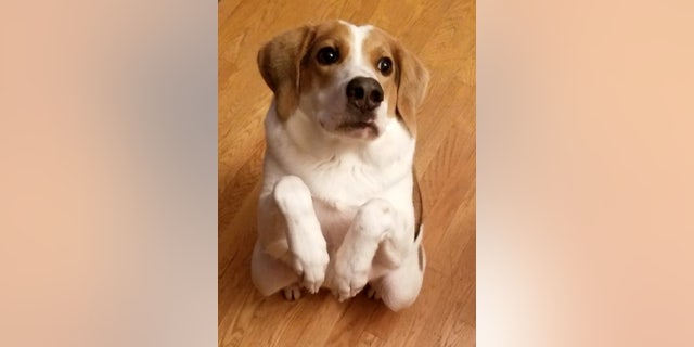 'Happiest dog' born with unusual condition has only half a spine | Fox News