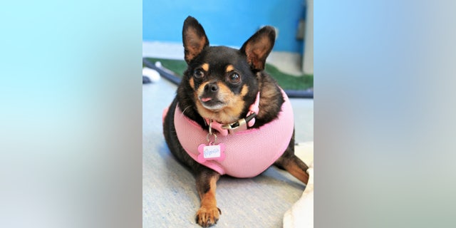 Obese Chihuahua sheds half her body weight but still 'definitely loves ...