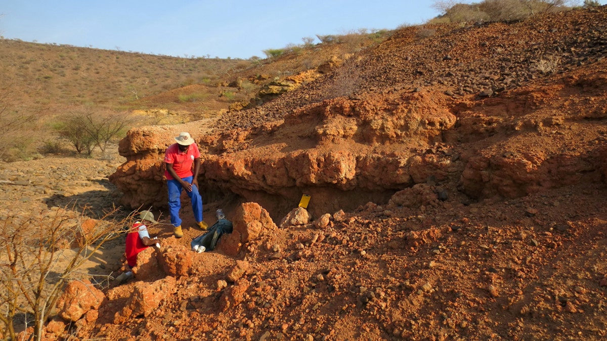 Missing link found? 22-million-year-old monkey species found in Africa ...