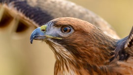Huge snake strangles hawk in 'life-or-death battle' in Texas, stunning ...