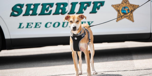 Florida dog found with mouth taped shut adopted by sheriff’s office ...
