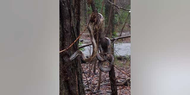 Huge snake in Tennessee forest terrifies Internet as it dangles from ...