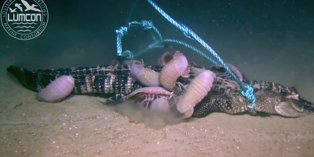 Louisiana scientists drop dead alligator into sea, watch as it’s ...