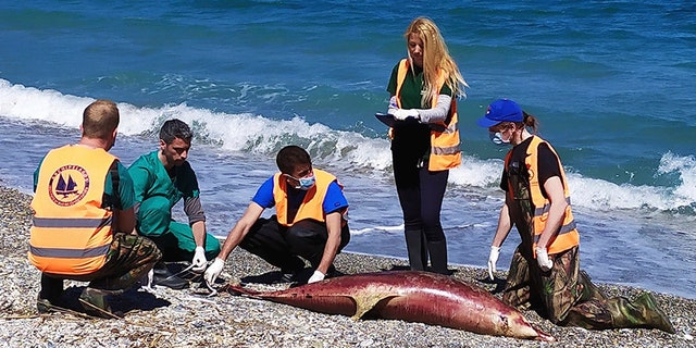 Spike in Aegean Sea dolphin deaths may be linked to Turkish navy ... Spike in Aegean Sea dolphin deaths may be linked to Turkish navy ...