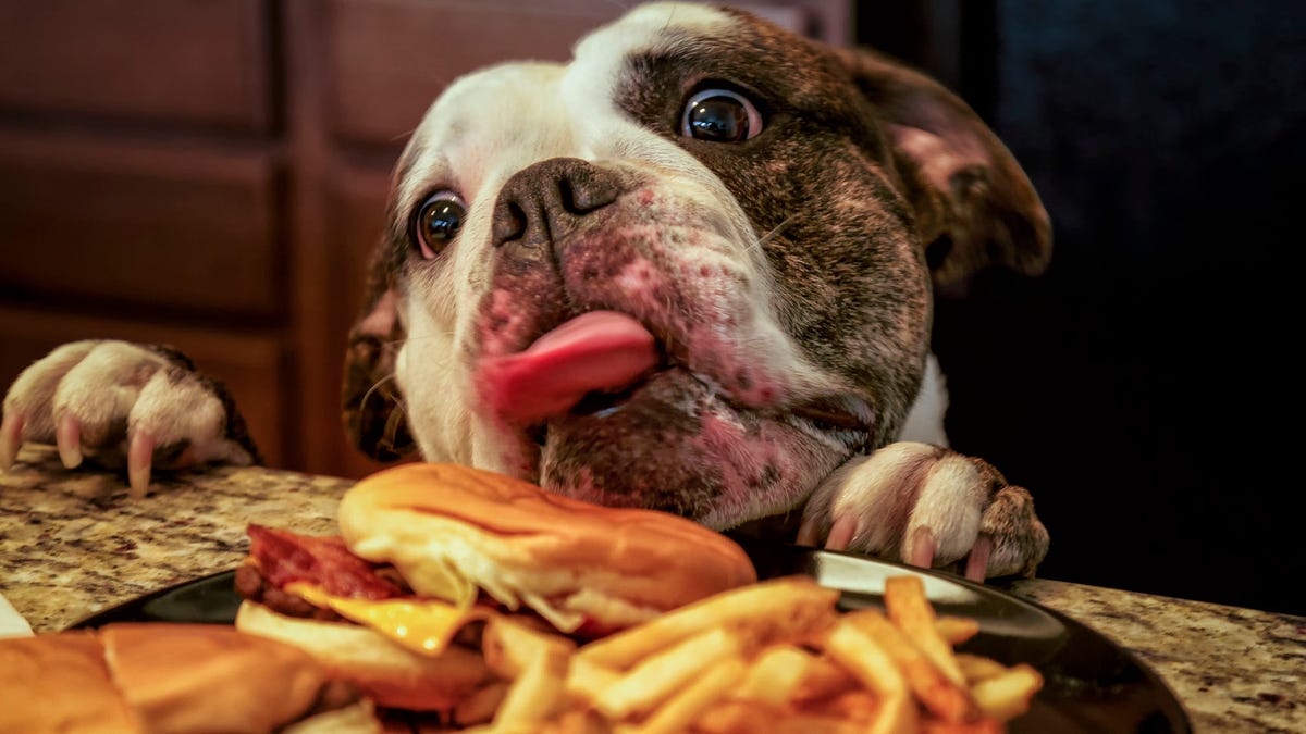 Dog Burger