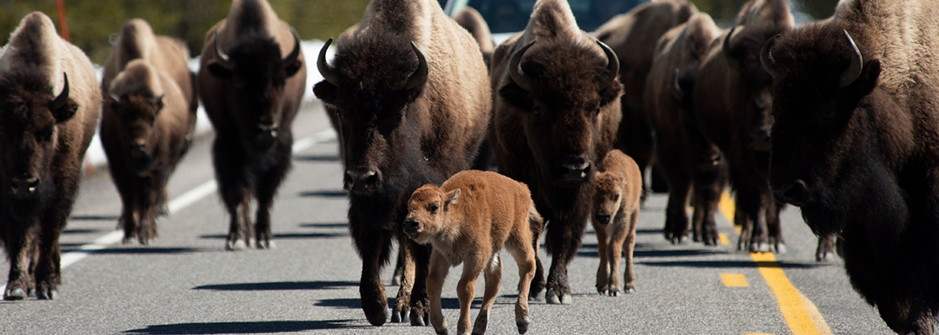 Video captures Yellowstone bison ramming rental car during stampede ...