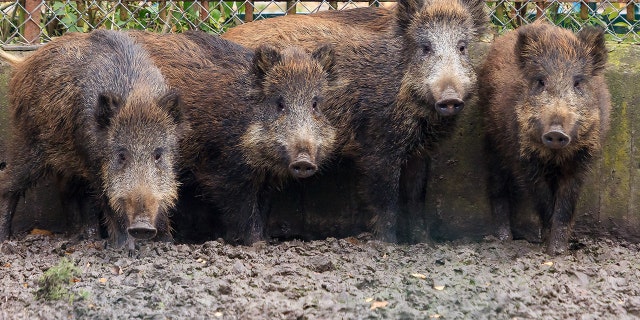 Feral hogs headed for US from Canada; wildlife officials warn of ... Feral hogs headed for US from Canada; wildlife officials warn of ...