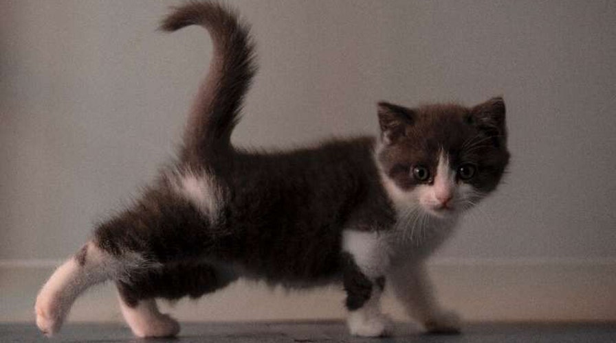 China creates first cloned kitten Meets the emotional needs of young generations Fox News