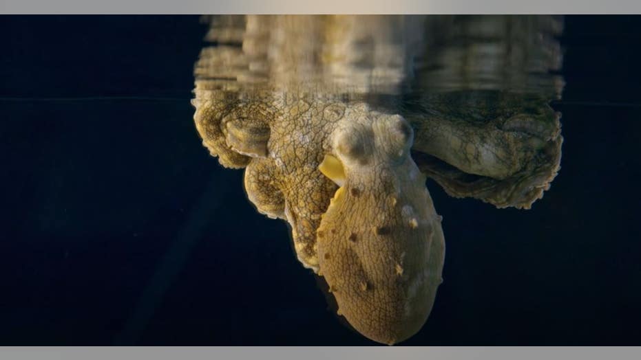 Sleeping octopus' amazing color shifts revealed in new film | Fox News