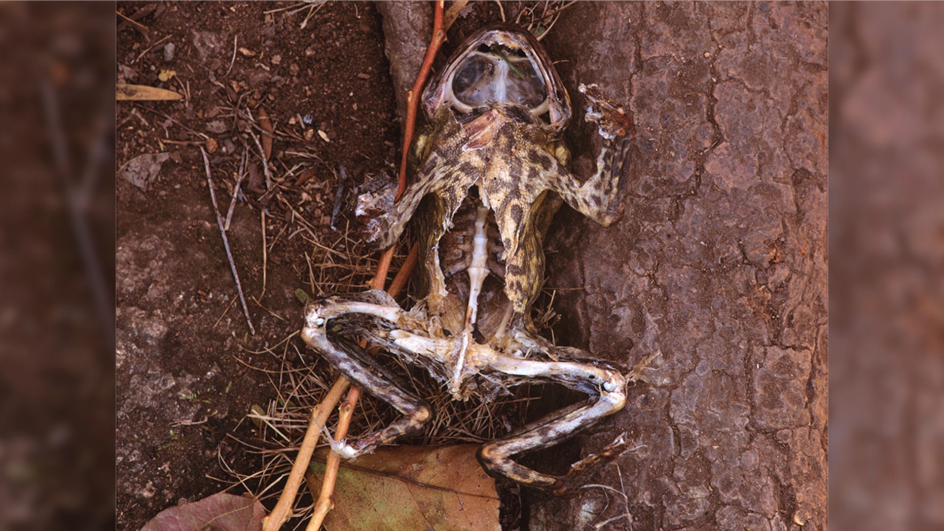 Australian water rats have learned to eat invasive poisonous toads with ...