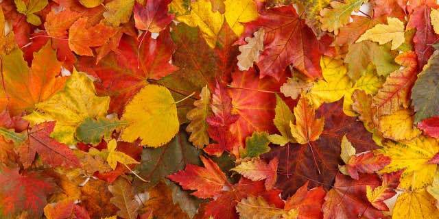 Leaves all over the lawn? Here are the best ways to dispose of them ...