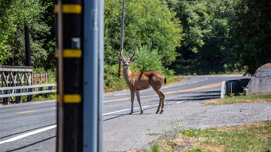Viral deer trapping video highlights Texas city's population problem ...
