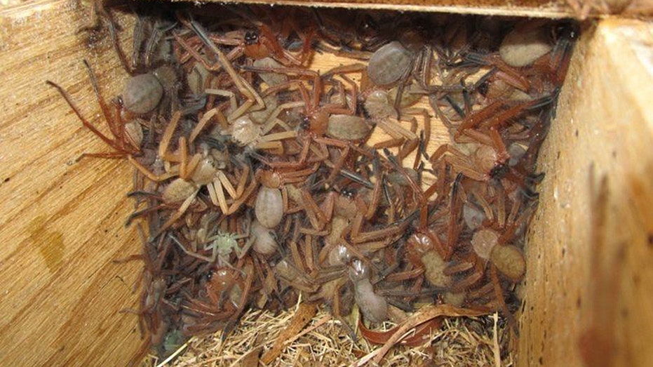 Giant Australian Huntsman Spider