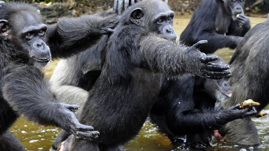 Chimps create 'rock music' by throwing stones at trees, study reveals ...