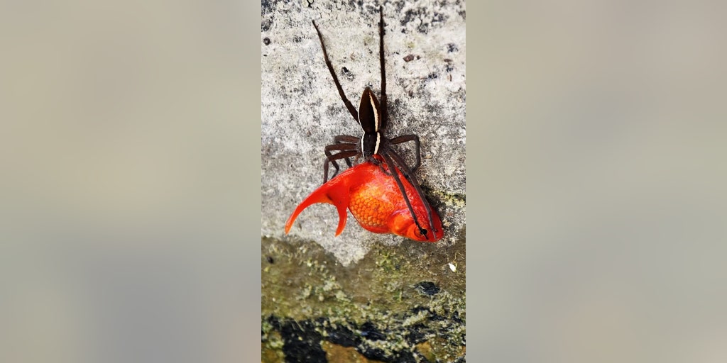 Gone Fishing Giant Spider