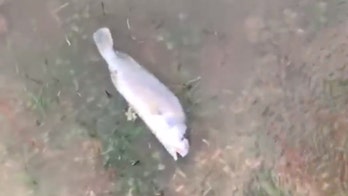 Flash Flood | Fox News