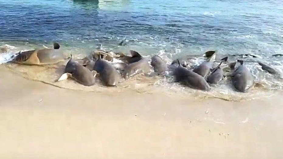 Sharks do ‘pipi’ dance in shallow water, video reveals | Fox News