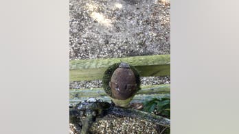 World War One | Fox News