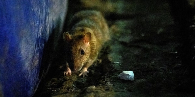 WTF?!? - Starving 'cannibal' rats are on the march during the ...