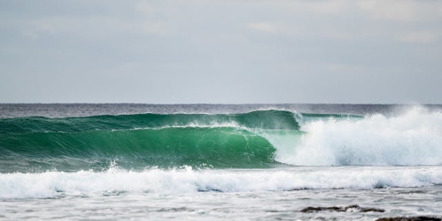 How Big Data helps researchers protect the high seas' biodiversity ...