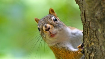 Mike Kerrigan | Fox News