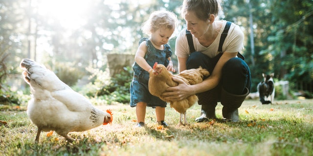 Pet chicken supplier sees 260 percent increase in demand due to ...