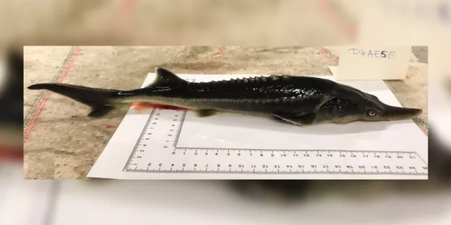 Scientists accidentally create 'impossible' hybrid fish | Fox News Scientists accidentally create 'impossible' hybrid fish | Fox News