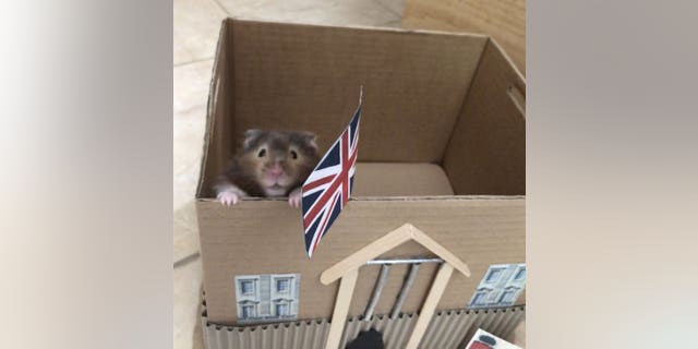 Woman recreates sets from famous movies for her hamster during lockdown ...