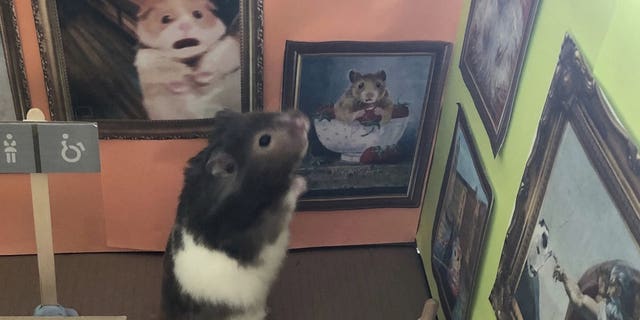 Woman recreates sets from famous movies for her hamster during lockdown ...
