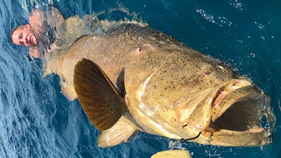 Giant Grouper Attack