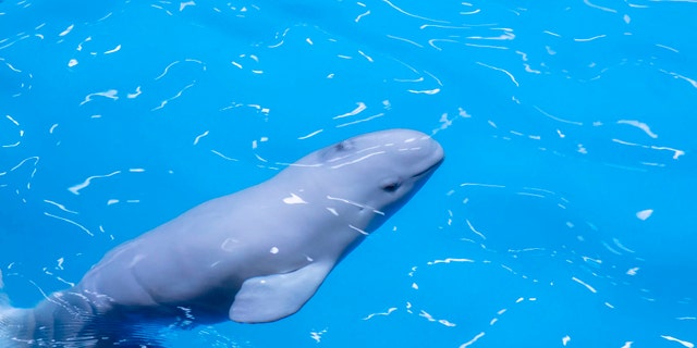 Remarkable Video Shows Beluga Whale Calf Birth Big World Tale