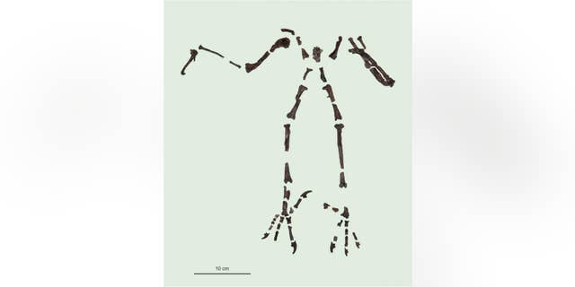 Massive, prehistoric owl with 'hunting feet' discovered | Fox News
