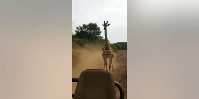 'Angry' giraffe charges at truck of tourists on safari, video shows: 'A ...
