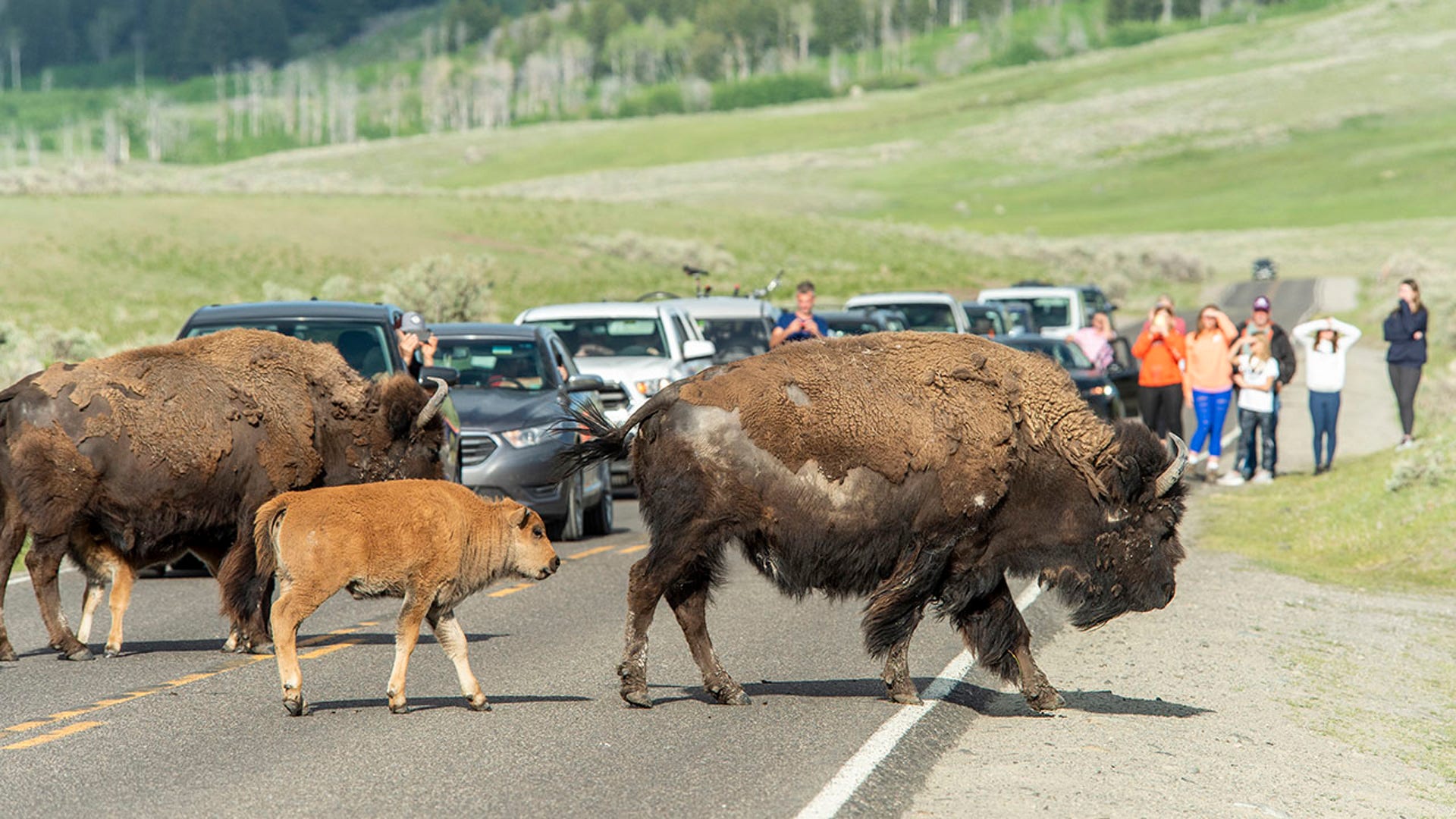 Yellowstone National Park: Stunning photos celebrate 150 years of ...