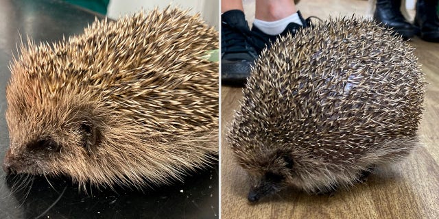Hedgehog balloons up to massive size after developing rare condition ...