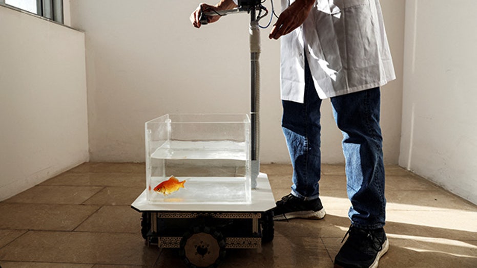 Scientists built a car that fish can drive | Fox News