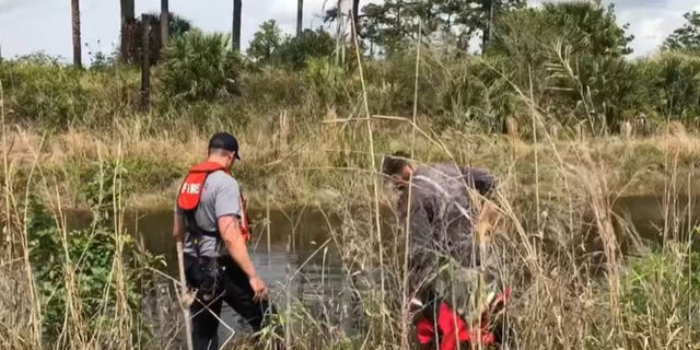 Divers search Florida park after remains found in alligator's mouth ...