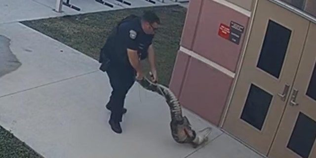 Alligator captured at entrance of Florida elementary school | Fox News