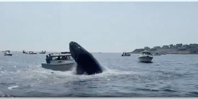 Video captures breaching humpback whale nearly land on fishing boat off ...