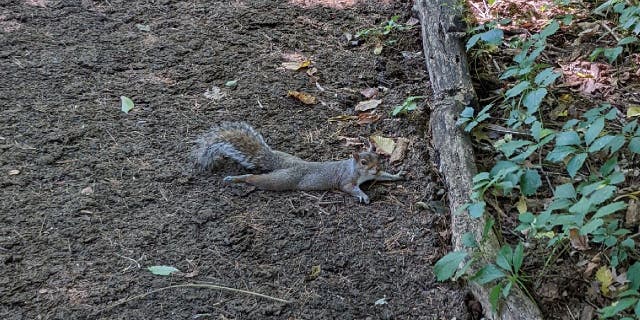 If you see a squirrel sprawled out on the ground, here’s what you need ...