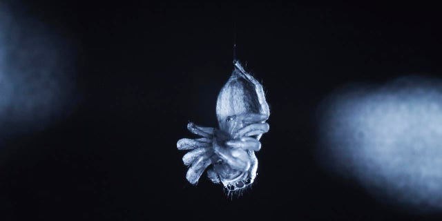 Do spiders sleep as humans do? Experts weigh in on new study suggesting ...