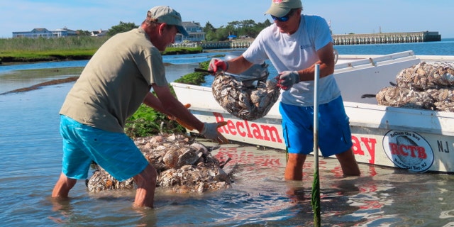 Oyster colonies can help stabilize eroding shorelines | Fox News