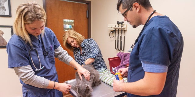 USDA is scattering millions of rabies vaccine packets from helicopters | Fox News